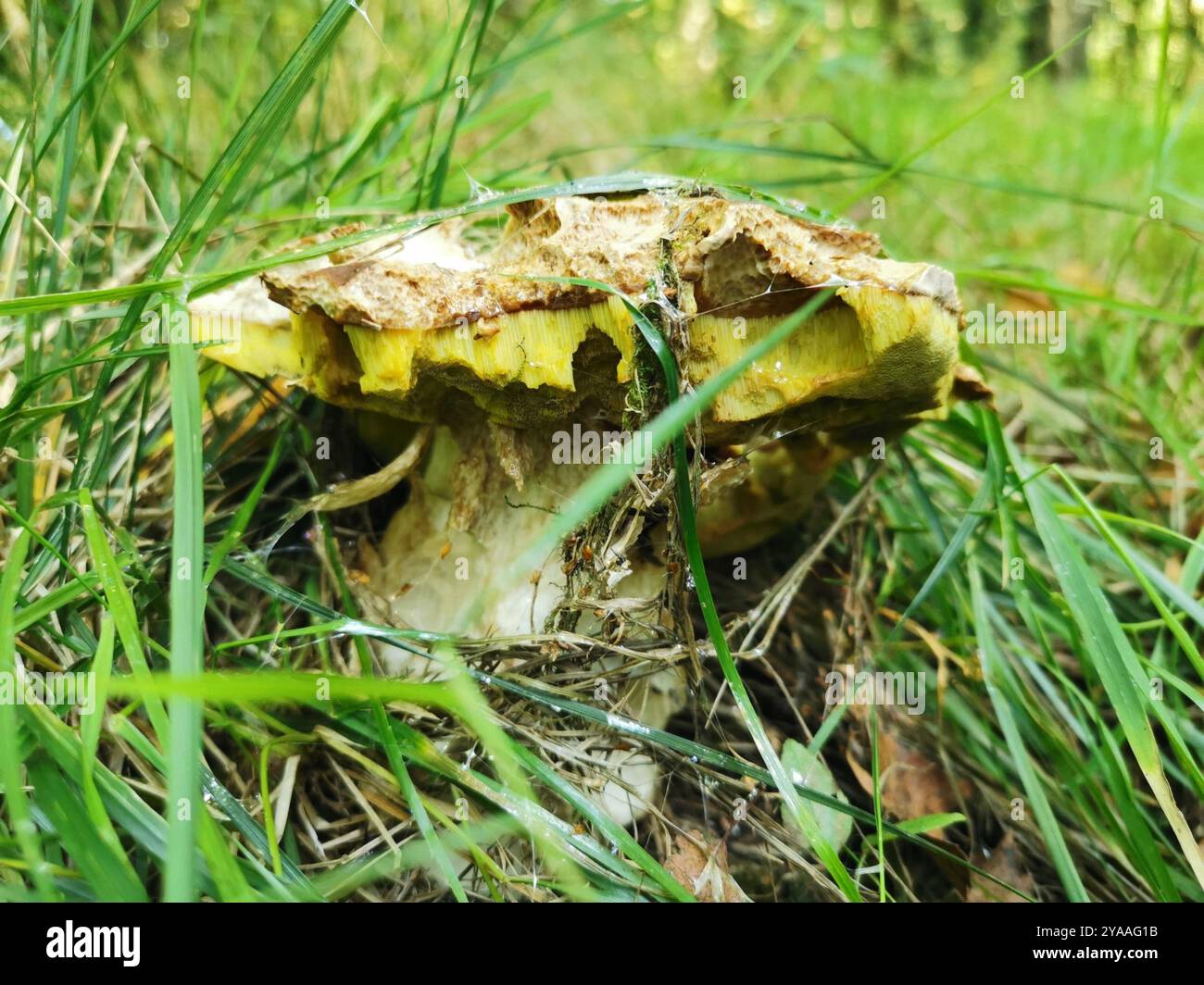 King Bolete (Boletus edulis) Fungi Stock Photo - Alamy