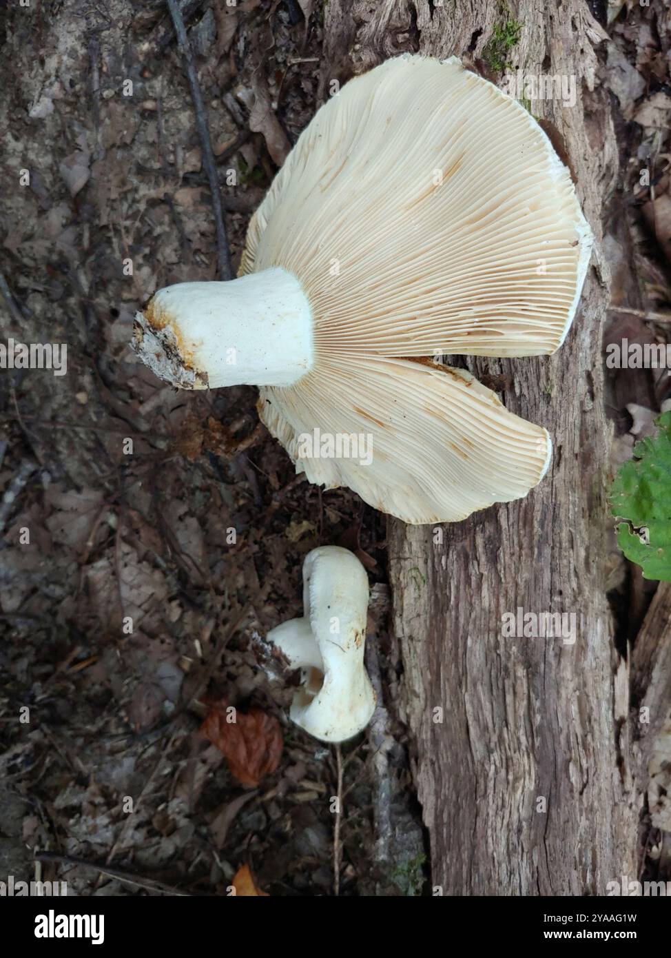 Short-stemmed Russula (Russula brevipes) Fungi Stock Photo - Alamy