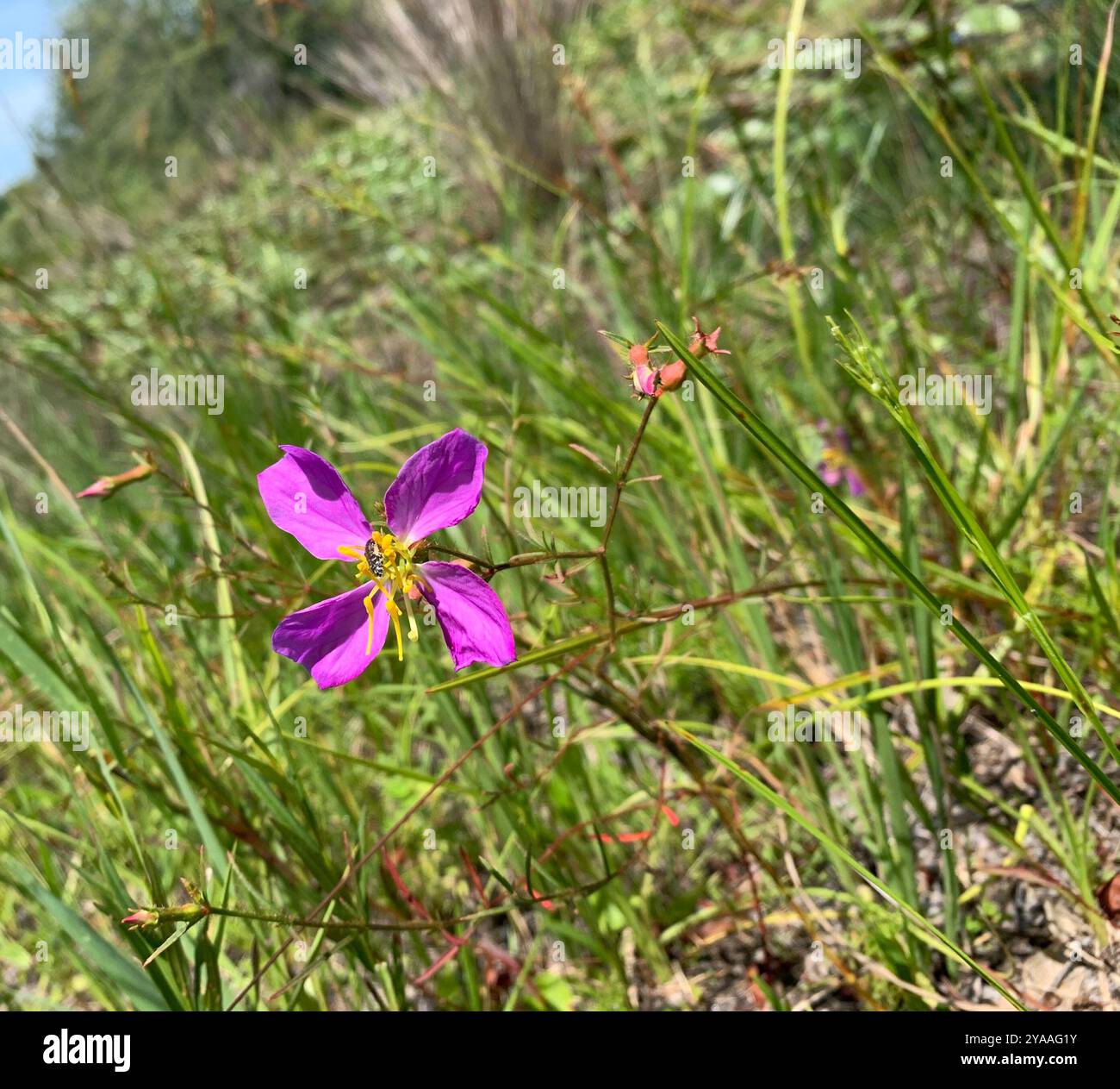 West Indian meadowbeauty (Rhexia cubensis) Plantae Stock Photo - Alamy