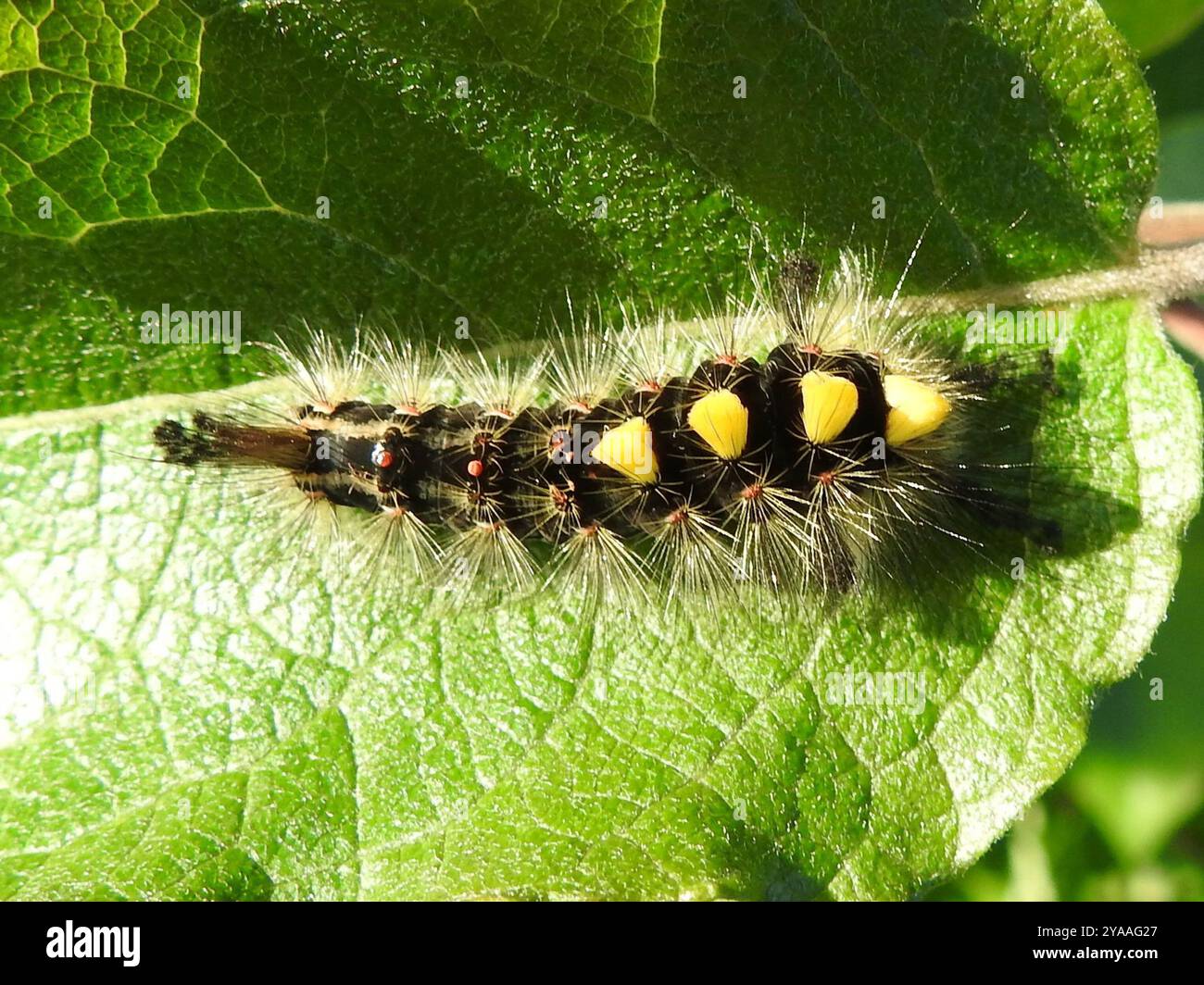 Rusty Tussock Moth (Orgyia antiqua) Insecta Stock Photo - Alamy