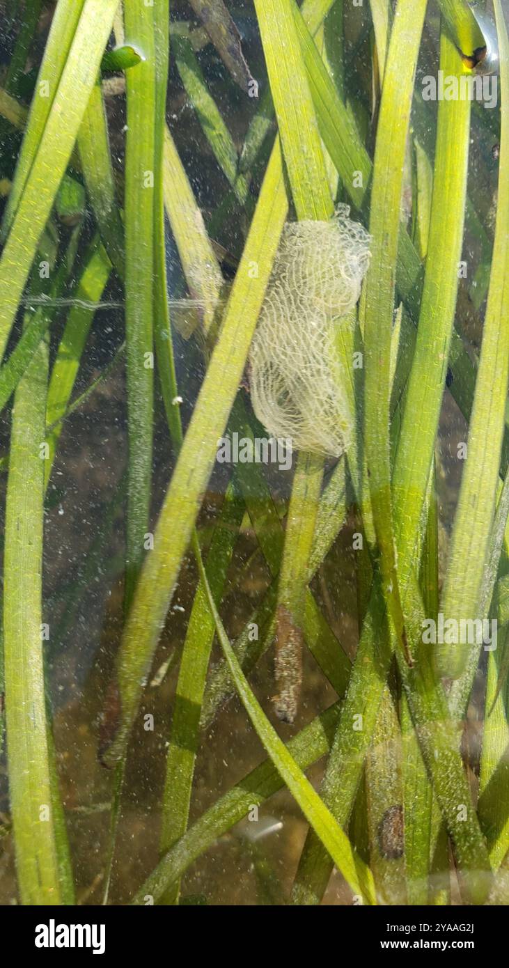 California Aglaja (Navanax inermis) Mollusca Stock Photo - Alamy