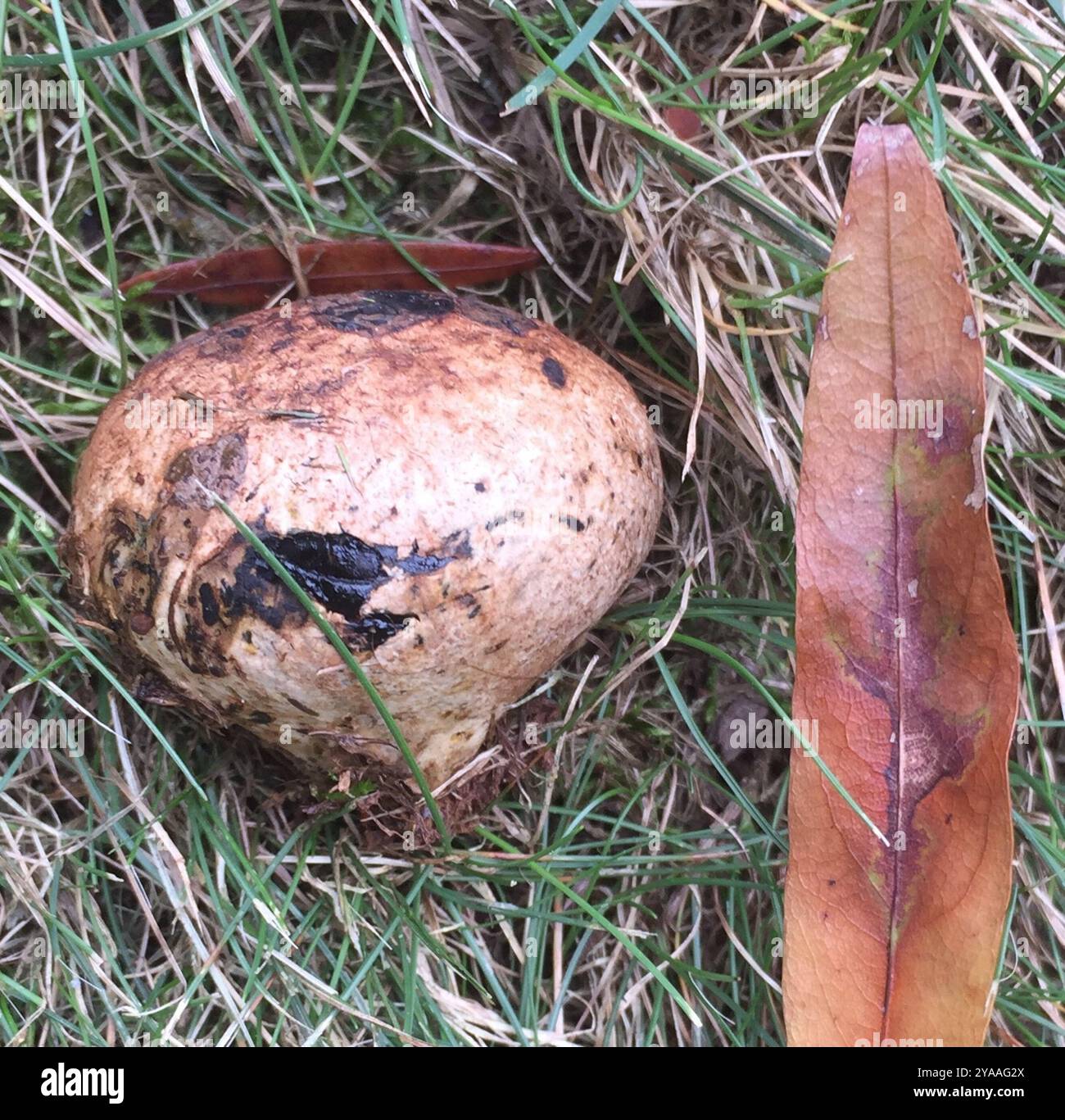 Dyeball (Pisolithus arhizus) Fungi Stock Photo - Alamy