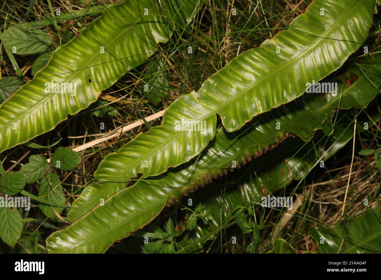 Hart's-tongue fern (Asplenium scolopendrium) Plantae Stock Photo - Alamy