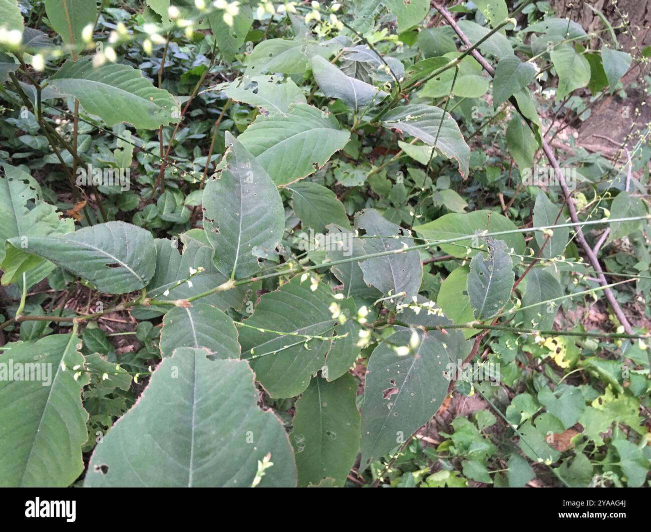 American jumpseed (Persicaria virginiana) Plantae Stock Photo - Alamy