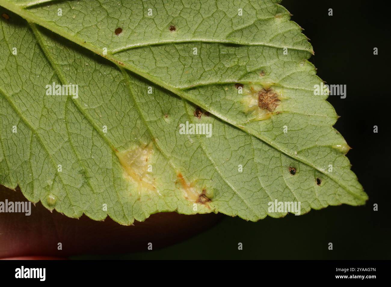 (Protomyces macrosporus) Fungi Stock Photo - Alamy