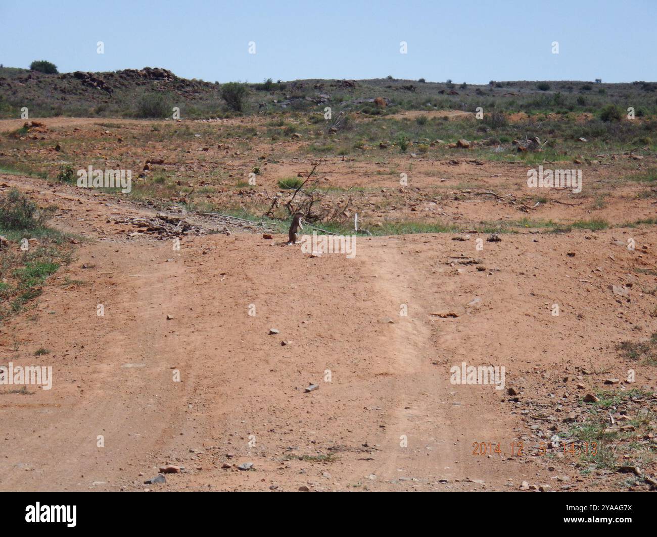 South African Ground Squirrel (Geosciurus inauris) Mammalia Stock Photo ...