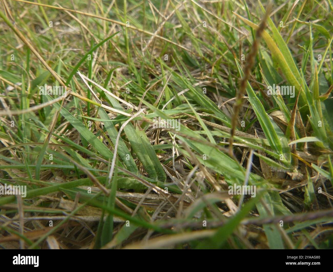 Bermuda grass (Cynodon dactylon) Plantae Stock Photo - Alamy