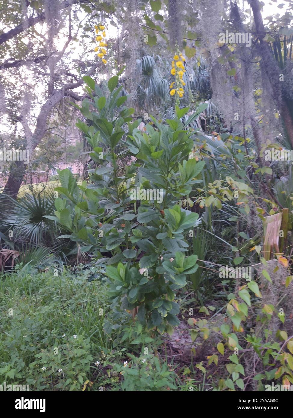 Showy Rattlebox (Crotalaria spectabilis) Plantae Stock Photo - Alamy