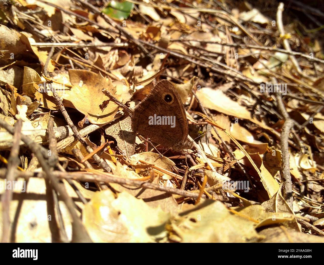Wood-Nymphs (Cercyonis) Insecta Stock Photo - Alamy