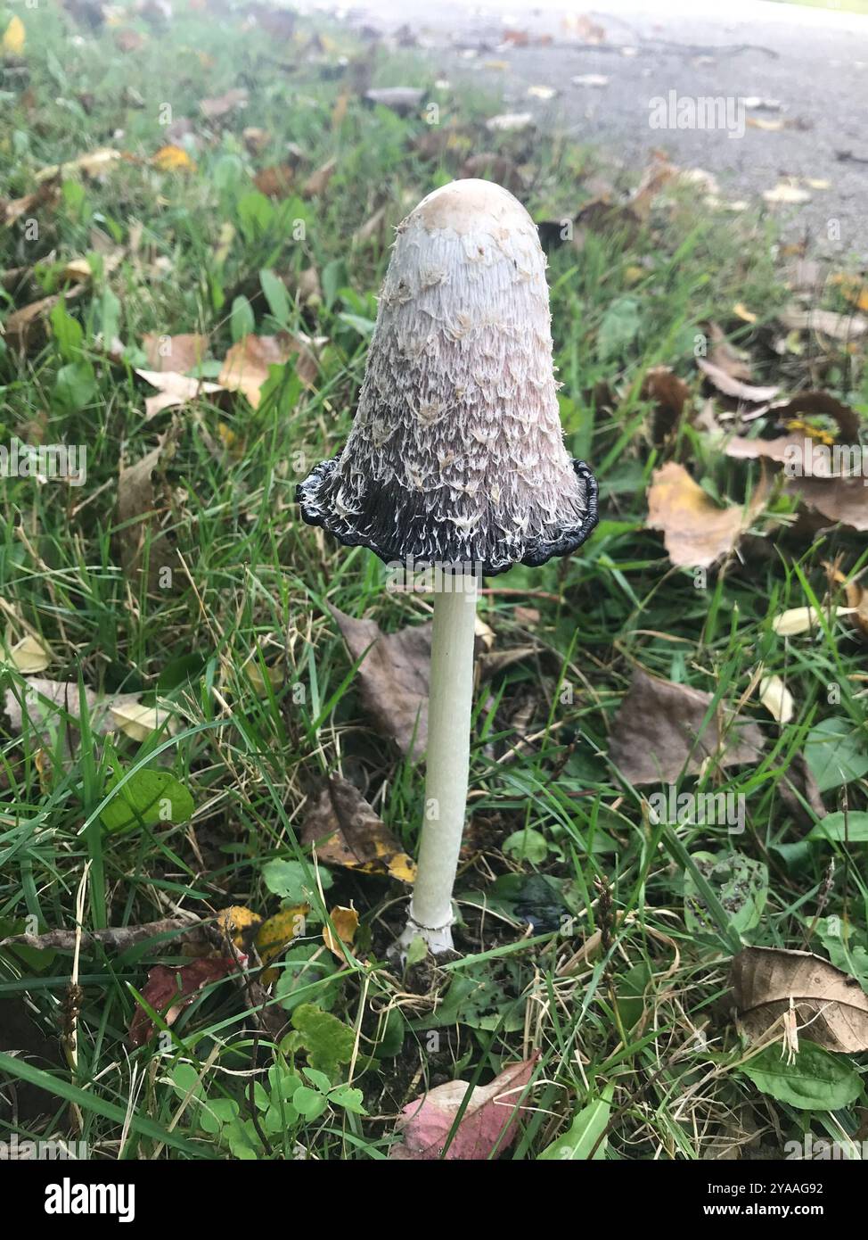 inky caps (Coprinus) Fungi Stock Photo - Alamy