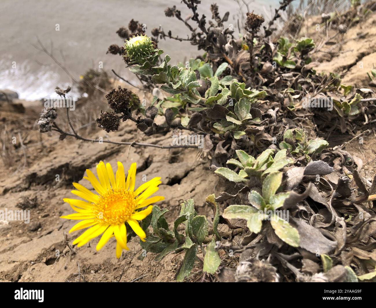 Oregon Gumplant (Grindelia stricta) Plantae Stock Photo - Alamy