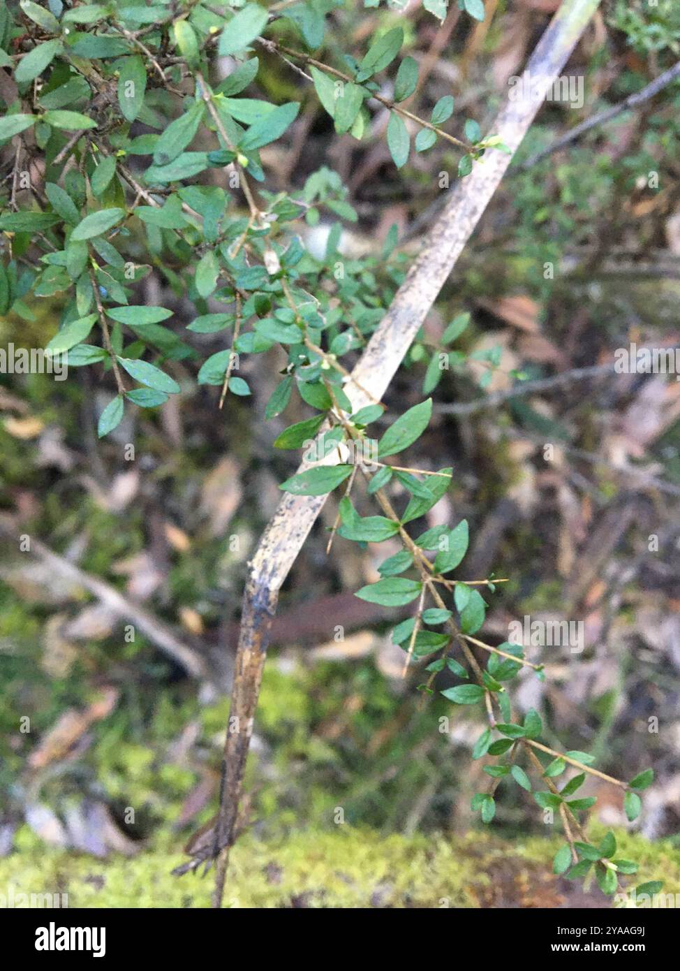 Prickly Currant-Bush (Coprosma quadrifida) Plantae Stock Photo - Alamy