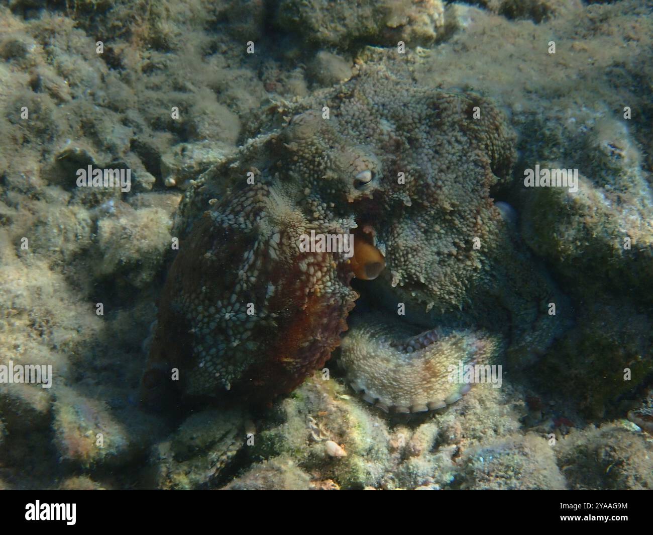 Common Octopus (Octopus vulgaris) Mollusca Stock Photo - Alamy
