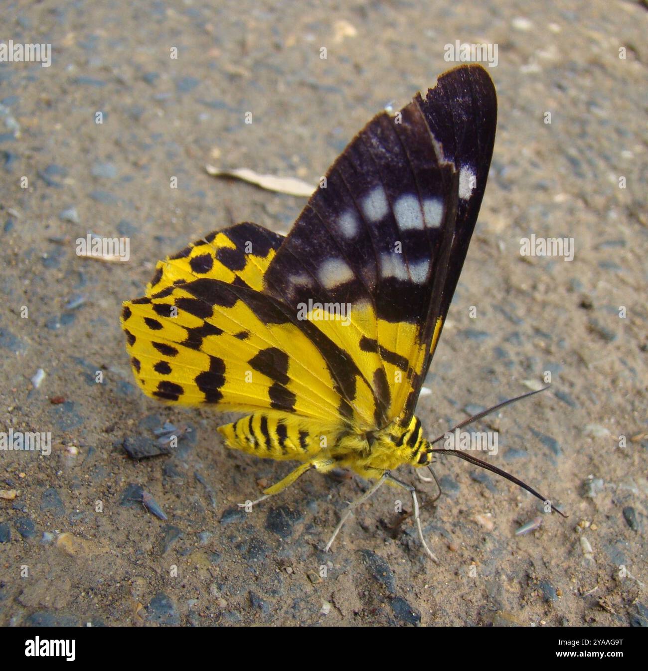 False Tiger Moths (Dysphania) Insecta Stock Photo - Alamy