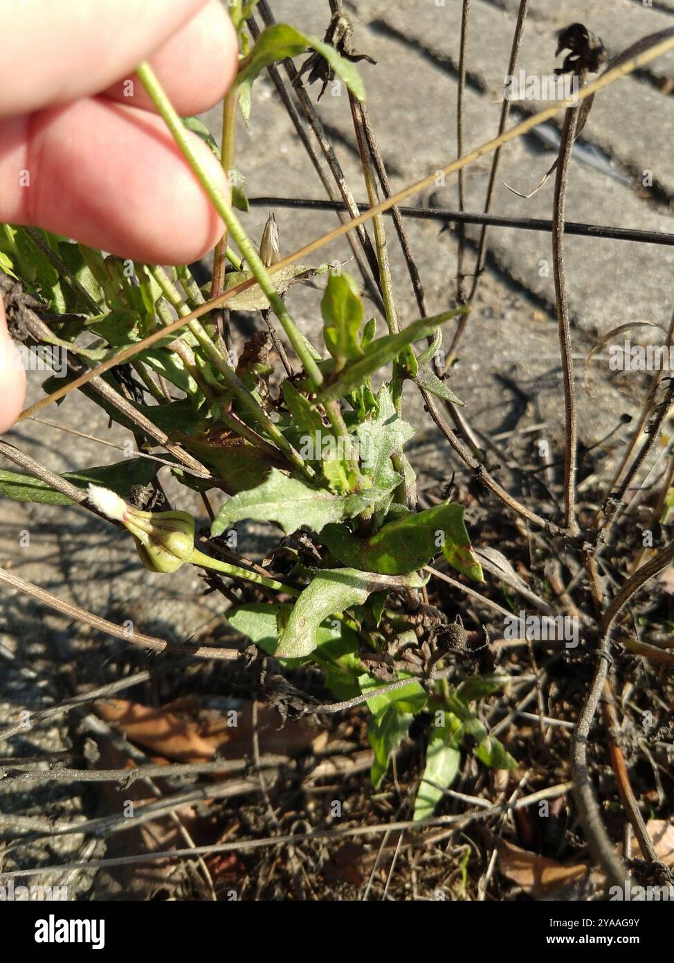 False Hawkbit (Urospermum picroides) Plantae Stock Photo - Alamy