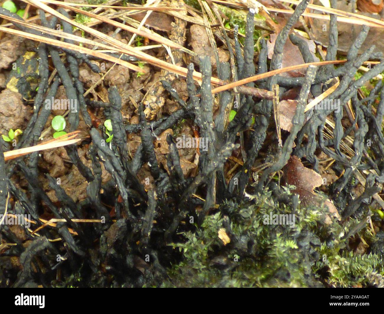 Candlesnuff Fungus (Xylaria hypoxylon) Fungi Stock Photo - Alamy