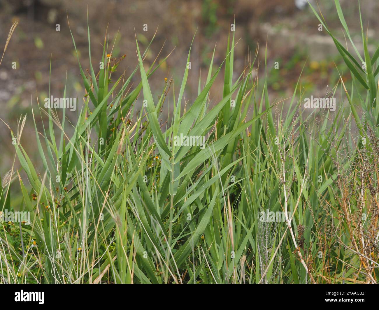 common reed (Phragmites australis) Plantae Stock Photo - Alamy