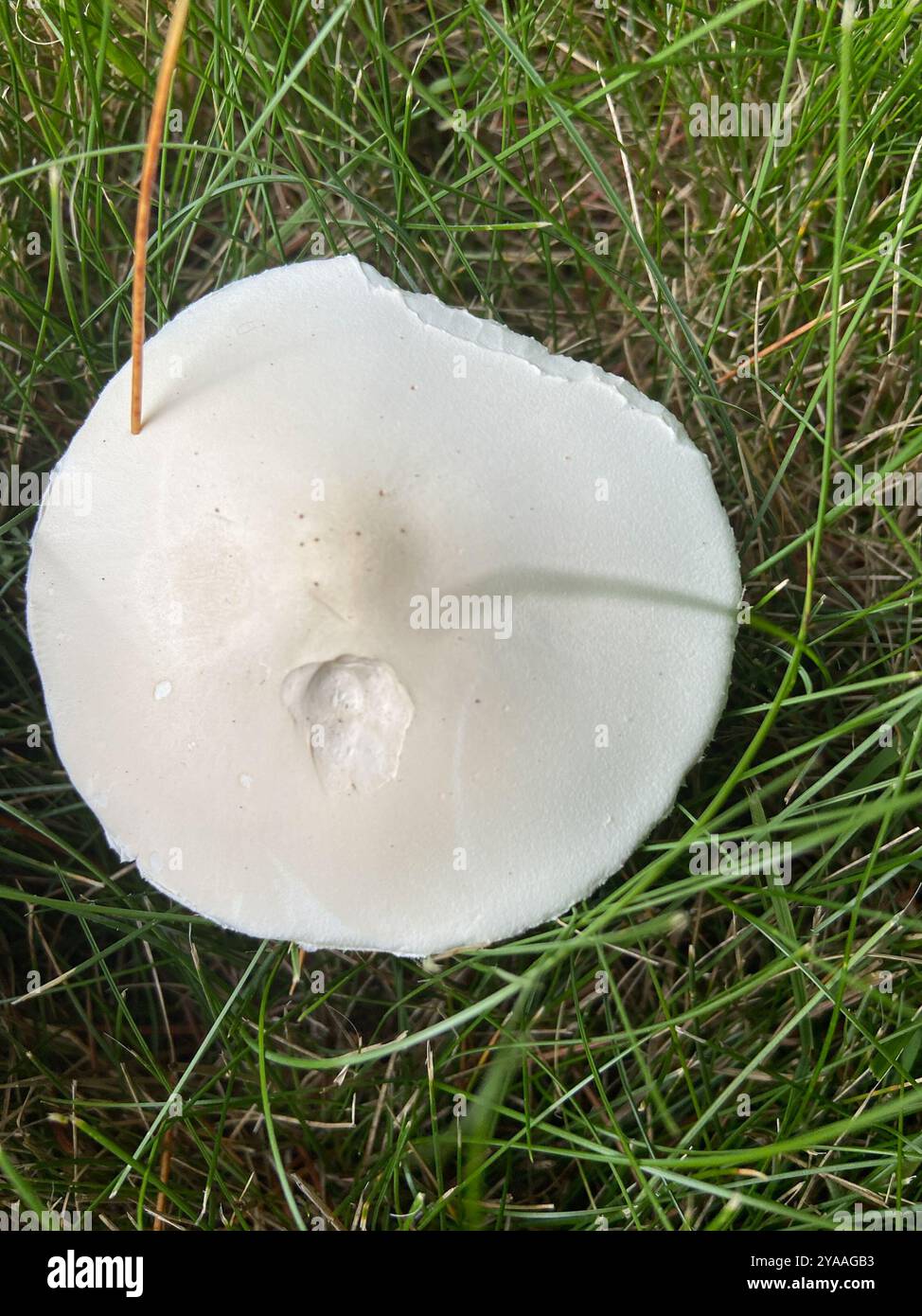 White Dapperling (Leucoagaricus leucothites) Fungi Stock Photo - Alamy