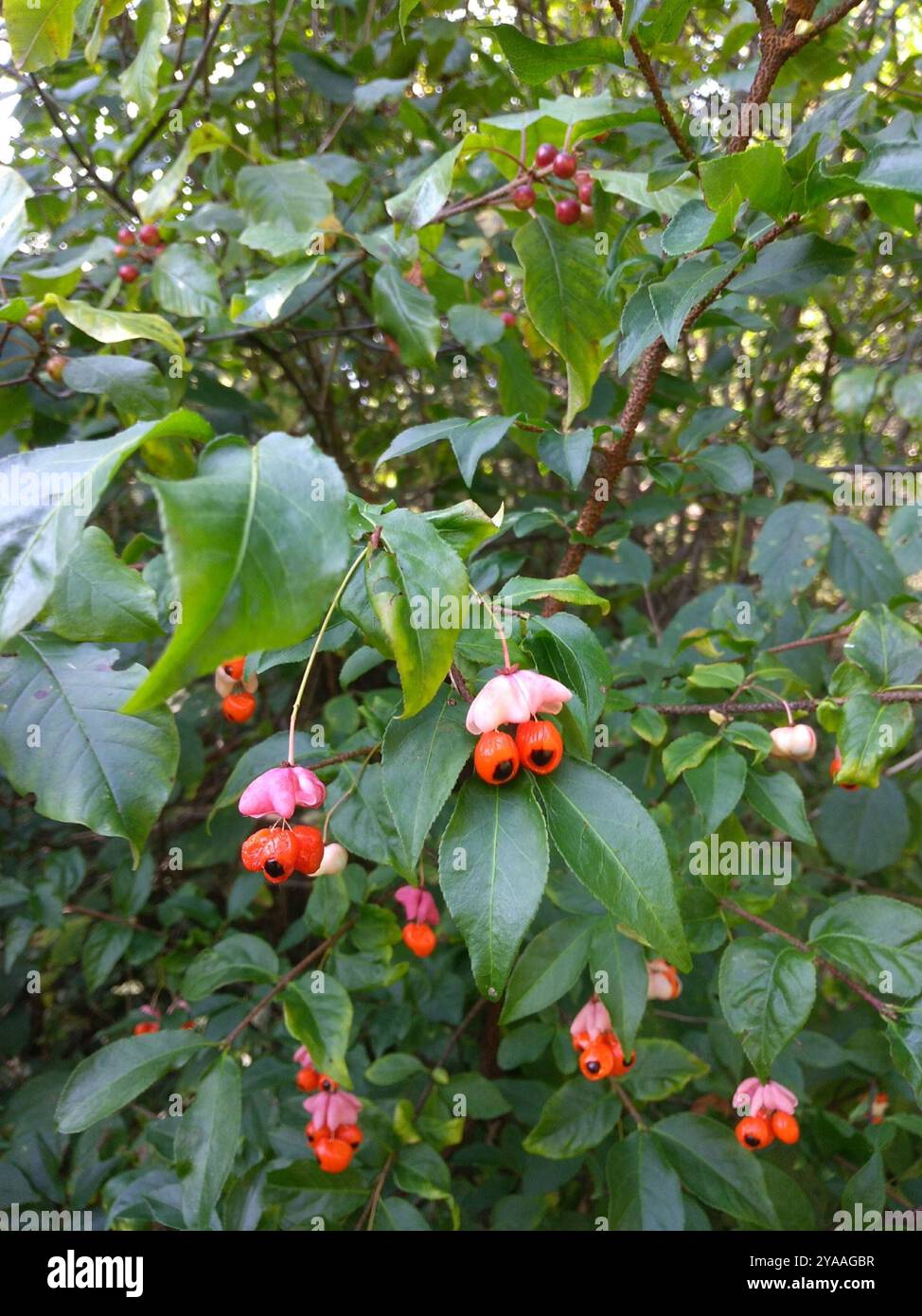 Warty-barked Spindle (Euonymus verrucosus) Plantae Stock Photo - Alamy