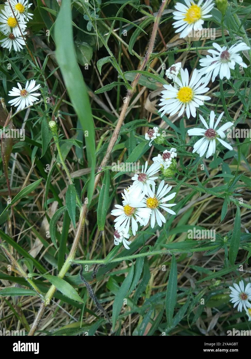 hairy white oldfield aster (Symphyotrichum pilosum) Plantae Stock Photo ...