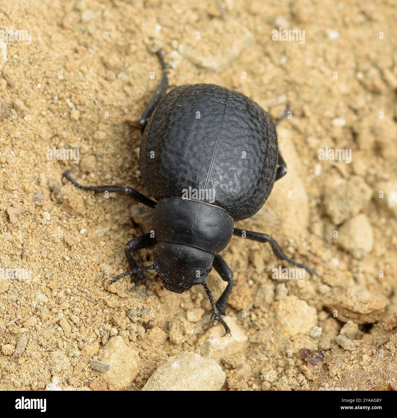 (Pimelia subglobosa) Insecta Stock Photo - Alamy