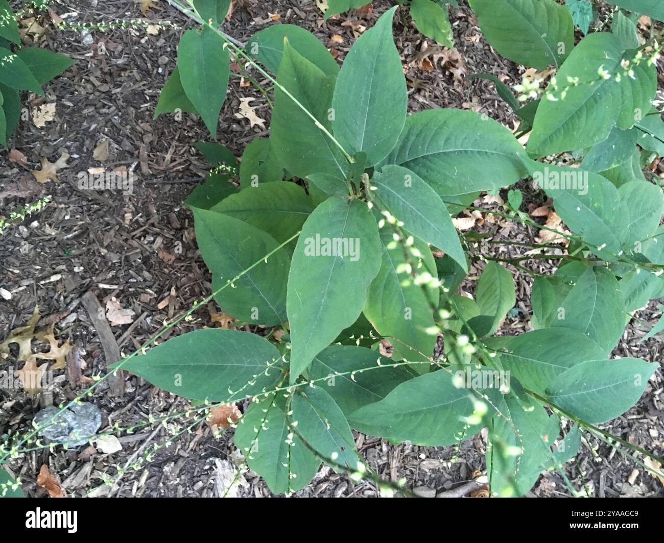 American jumpseed (Persicaria virginiana) Plantae Stock Photo - Alamy