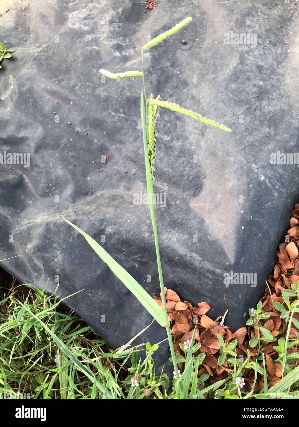 Dallis grass (Paspalum dilatatum) Plantae Stock Photo - Alamy