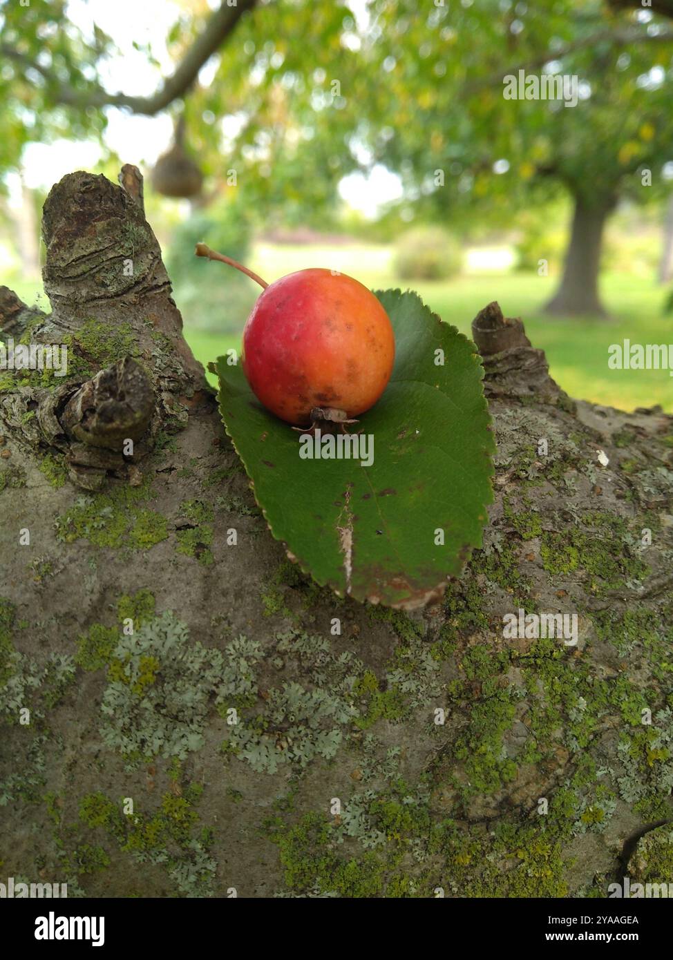Pear-leaf Crabapple (Malus prunifolia) Plantae Stock Photo - Alamy