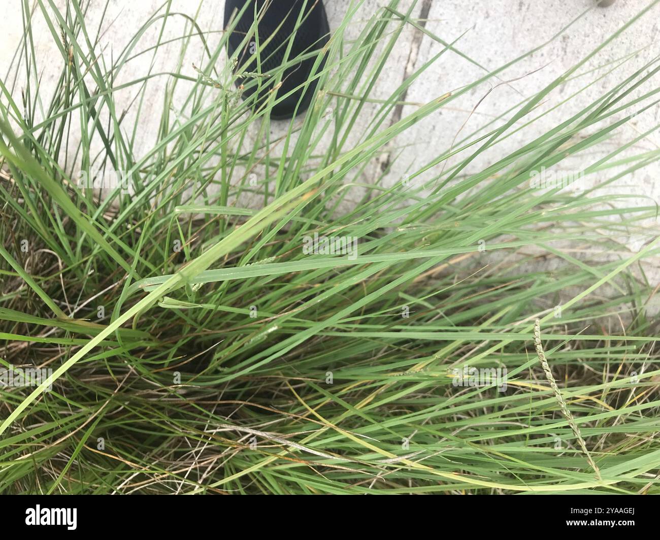 Brownseed Paspalum (Paspalum plicatulum) Plantae Stock Photo - Alamy