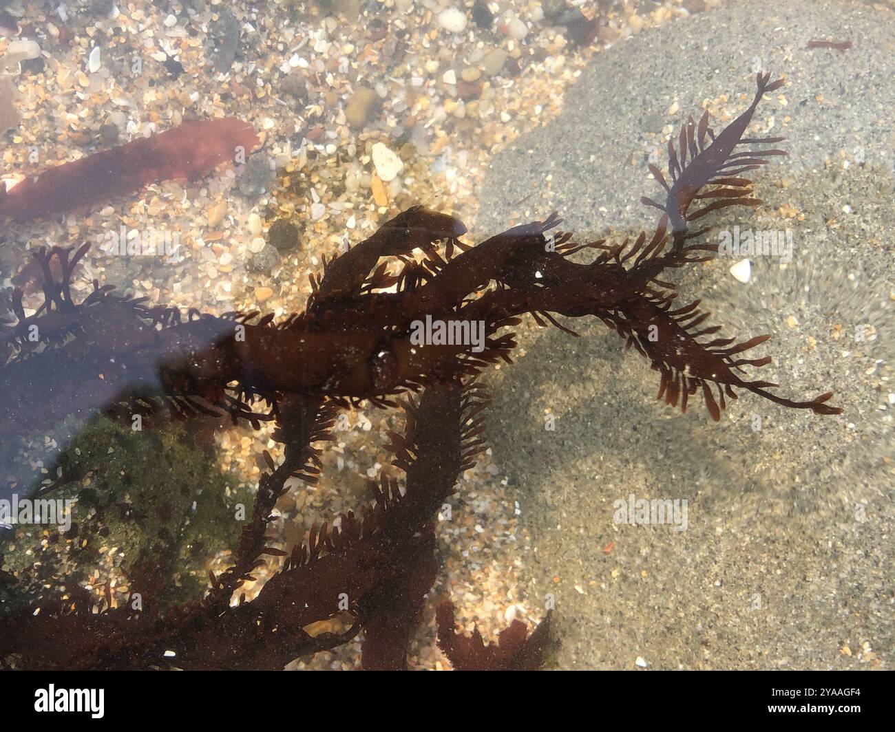 red algae (Rhodophyta) Plantae Stock Photo - Alamy