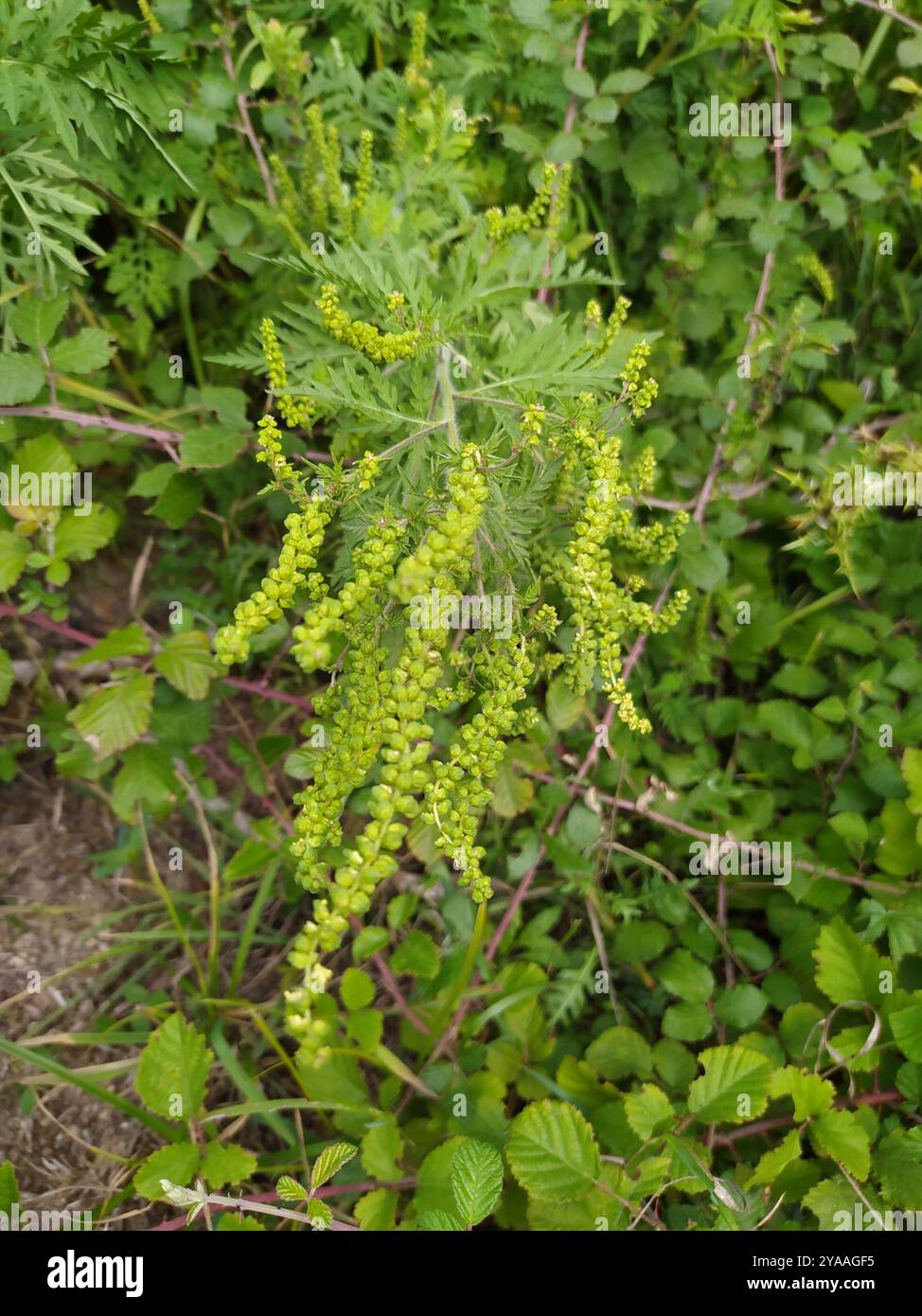 common ragweed (Ambrosia artemisiifolia) Plantae Stock Photo - Alamy
