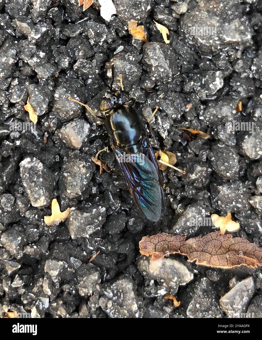 Black Soldier Fly (Hermetia illucens) Insecta Stock Photo - Alamy