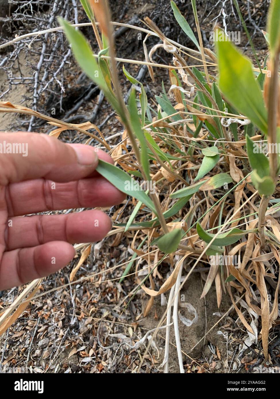 Yellow-flowered Cryptantha (Oreocarya confertiflora) Plantae Stock ...