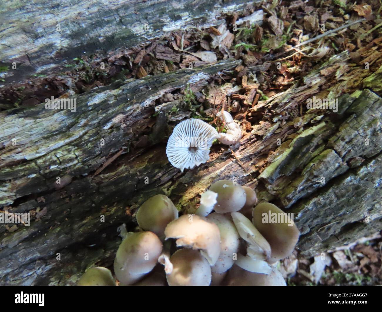 clustered bonnet (Mycena inclinata) Fungi Stock Photo - Alamy