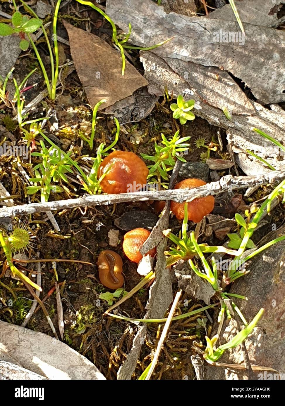 Pinewood Gingertail (Xeromphalina campanella) Fungi Stock Photo - Alamy