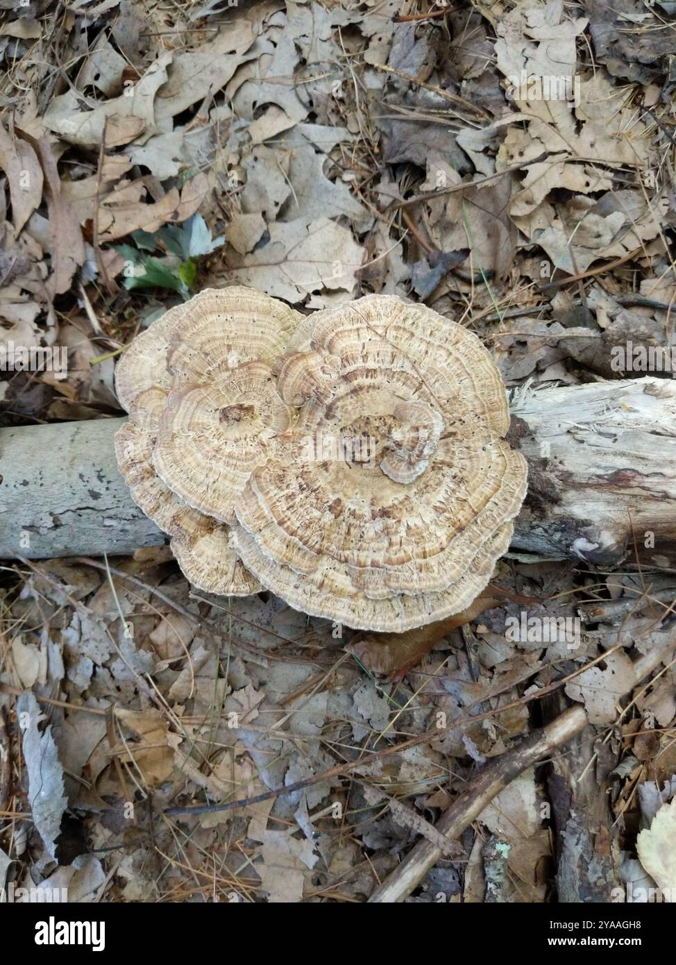 Thin-walled Maze Polypore (Daedaleopsis confragosa) Fungi Stock Photo ...