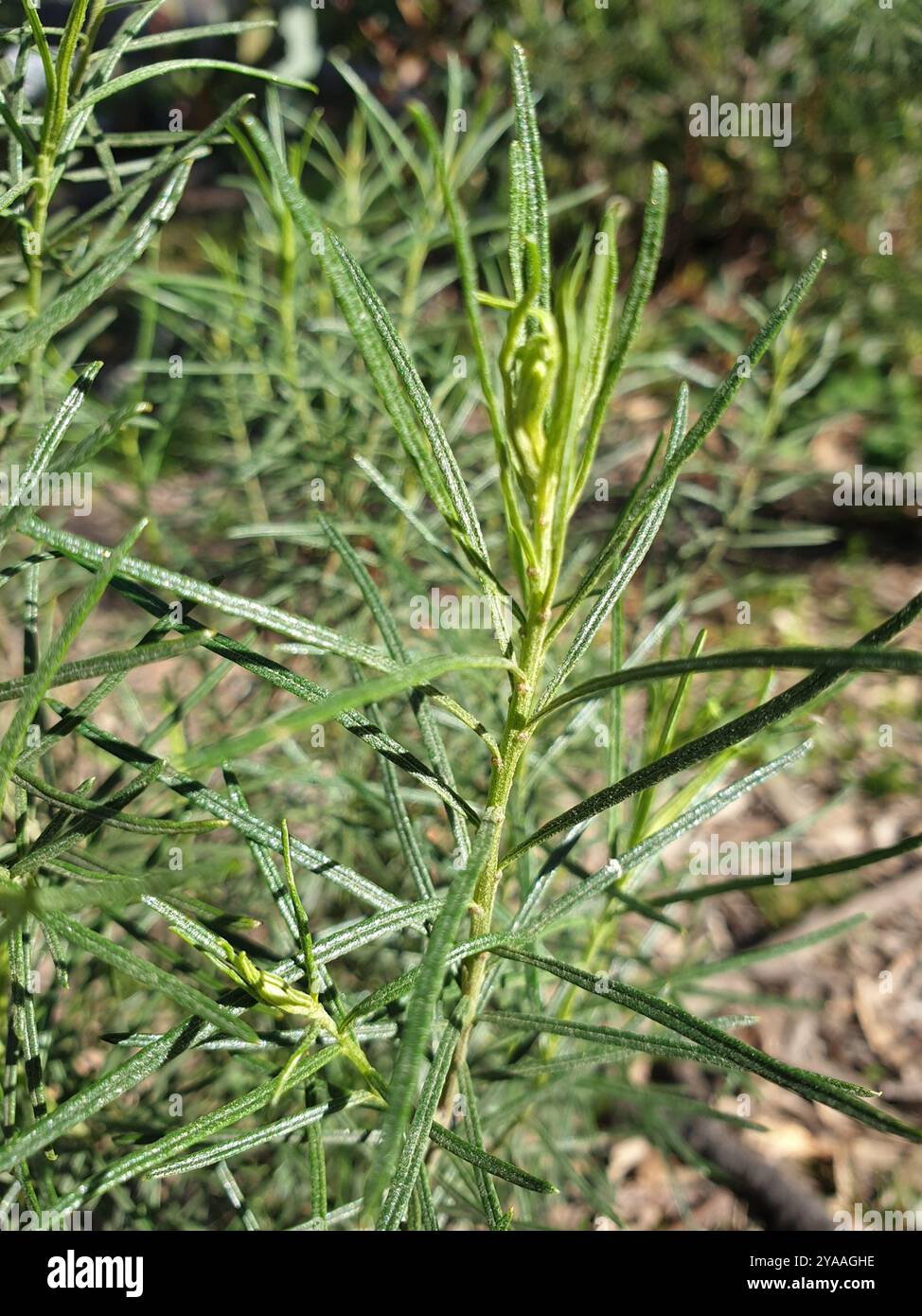 Shiny Cassinia (Cassinia longifolia) Plantae Stock Photo - Alamy