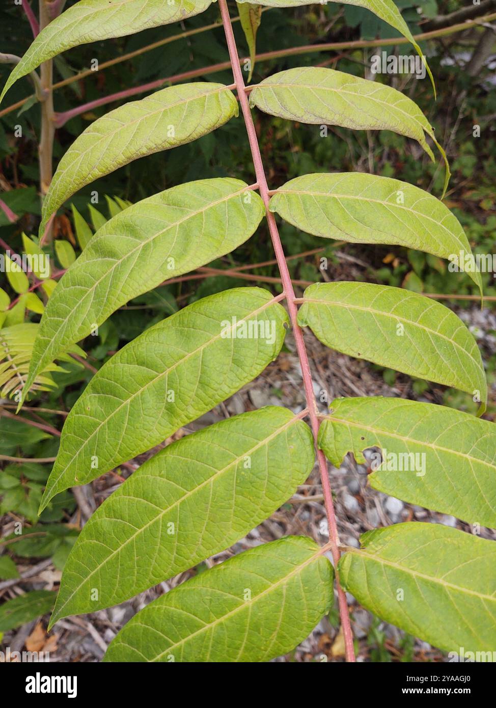 tree-of-heaven (Ailanthus altissima) Plantae Stock Photo - Alamy
