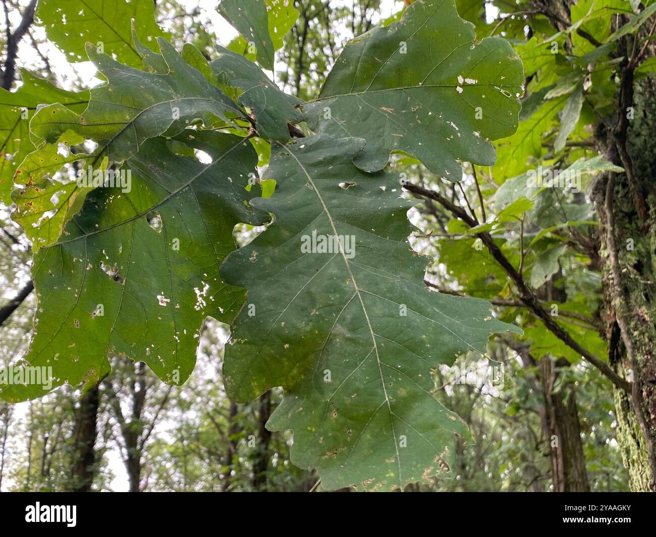 swamp white oak (Quercus bicolor) Plantae Stock Photo - Alamy