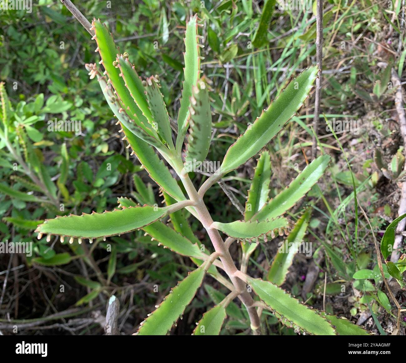 Alligator plant (Kalanchoe × houghtonii) Plantae Stock Photo - Alamy