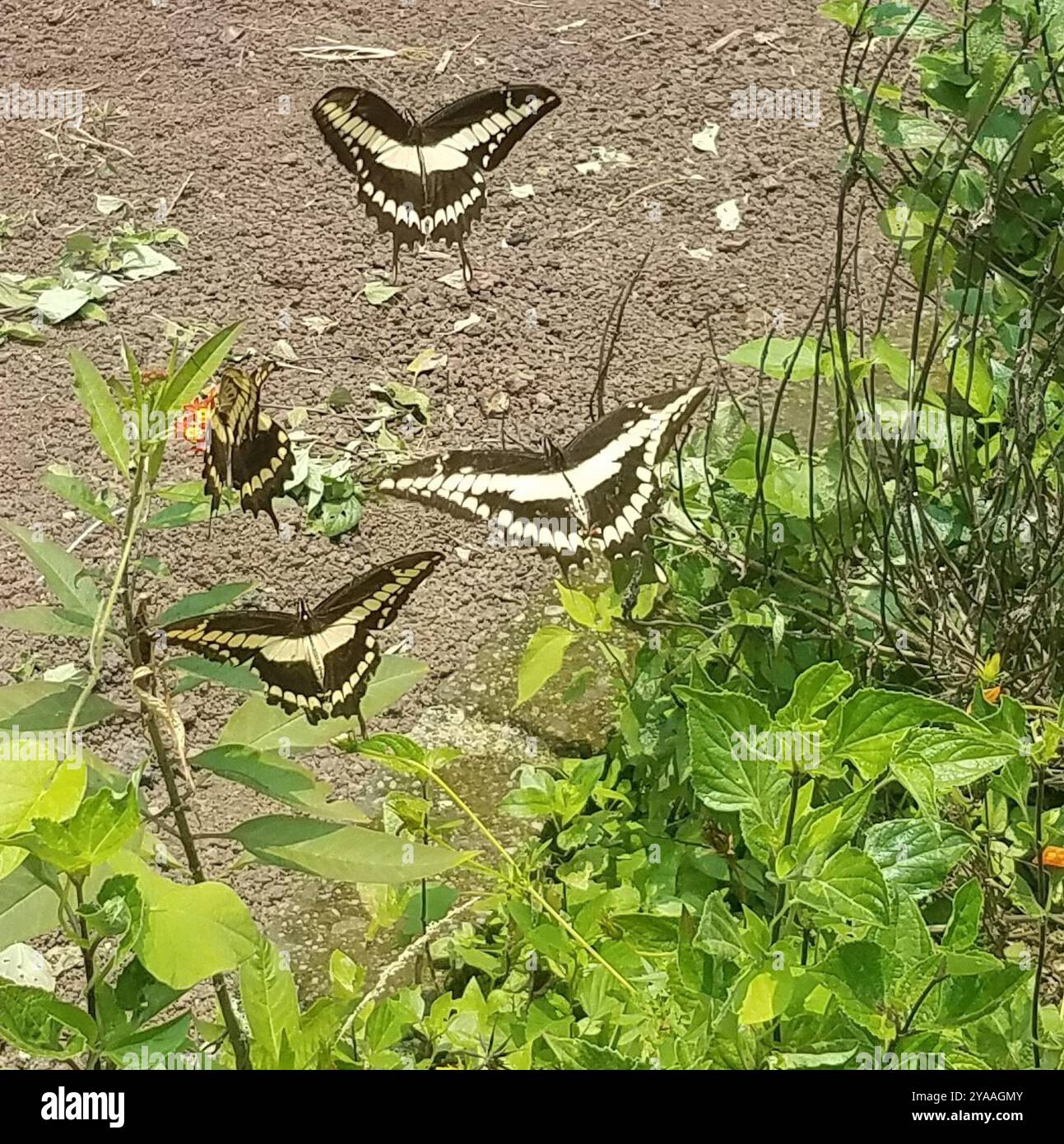 (Heraclides thoas autocles) Insecta Stock Photo - Alamy