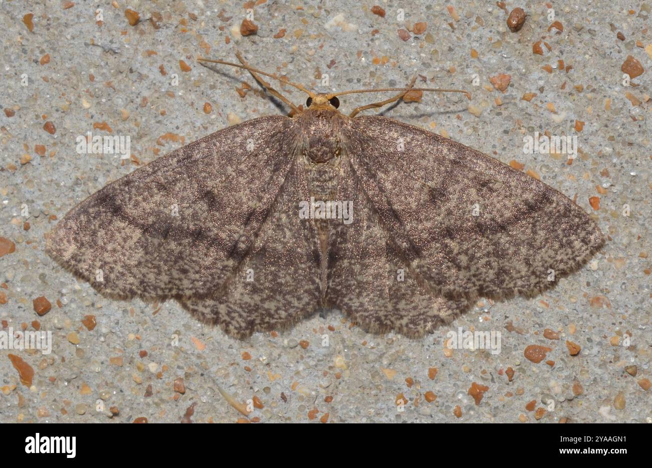 Curved-lined Looper Moth (Lambdina fervidaria) Insecta Stock Photo - Alamy
