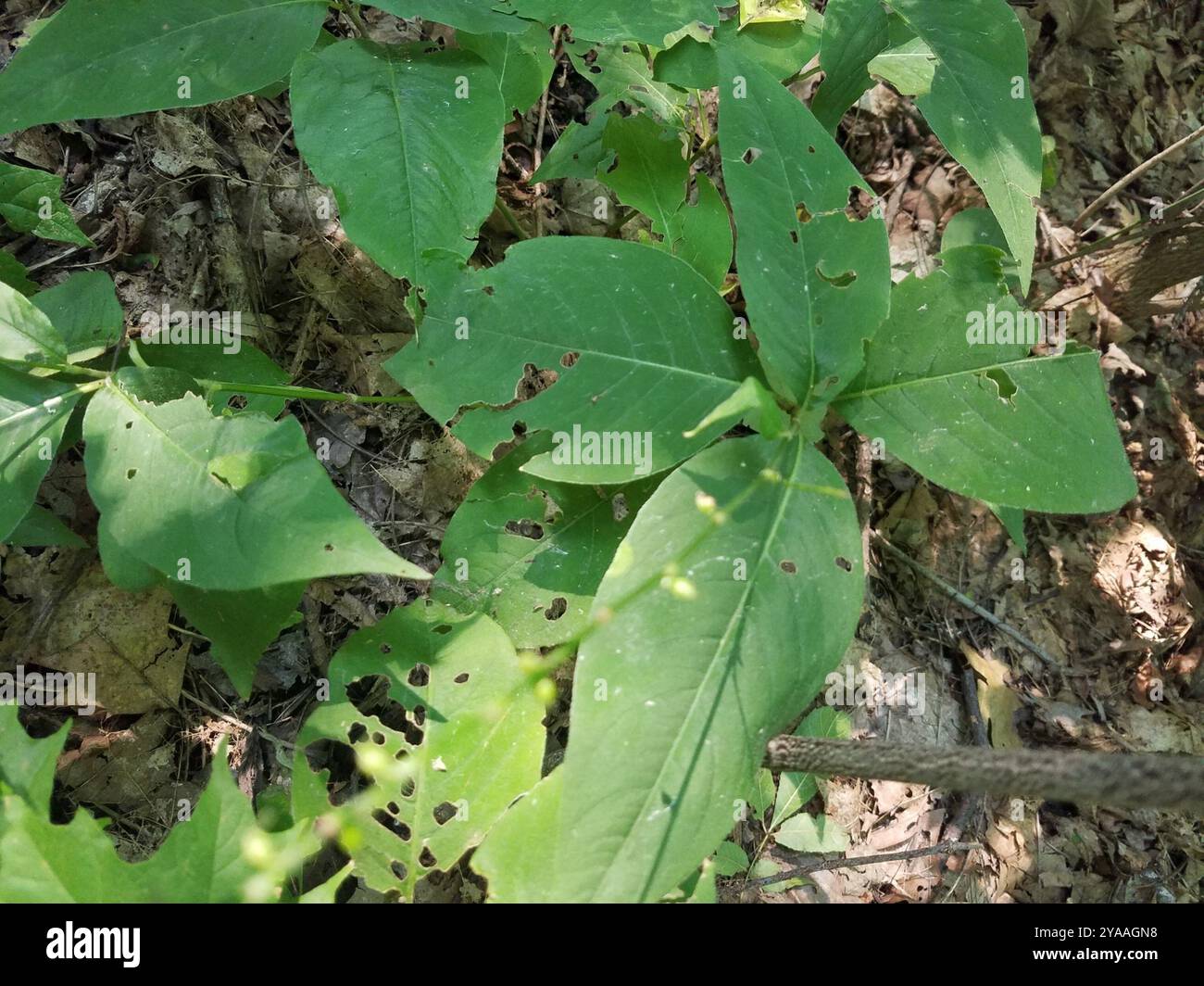 American jumpseed (Persicaria virginiana) Plantae Stock Photo - Alamy
