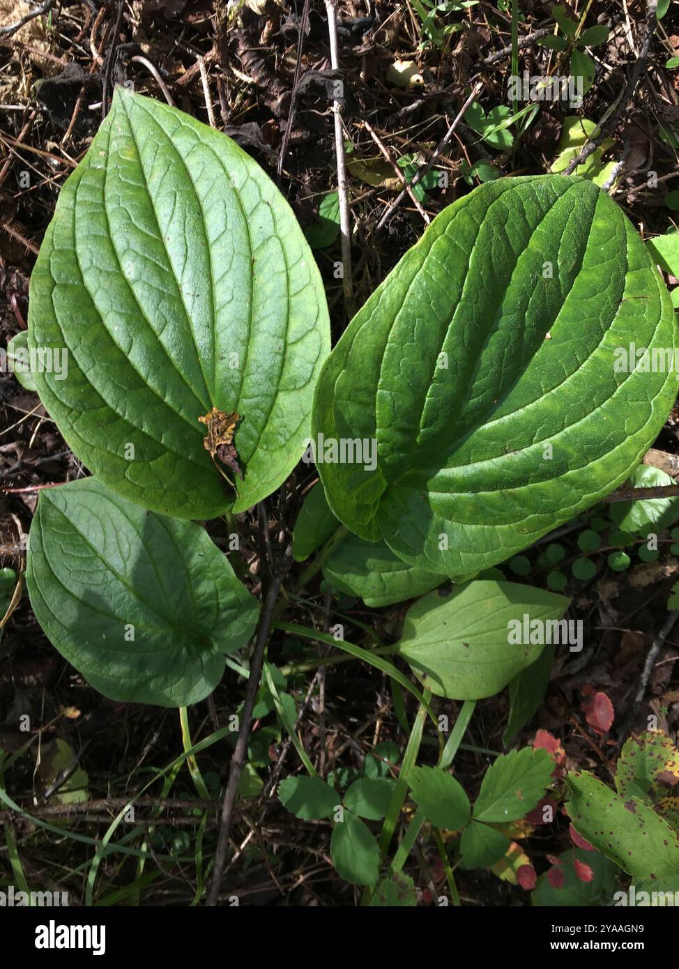 Tall Bluebell (Mertensia paniculata) Plantae Stock Photo - Alamy