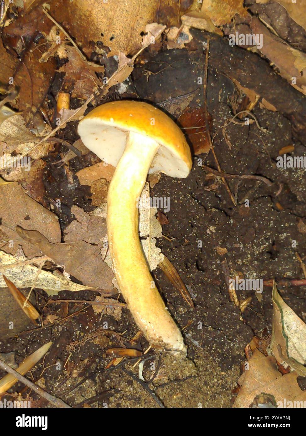 Chestnut Bolete (Gyroporus castaneus) Fungi Stock Photo - Alamy