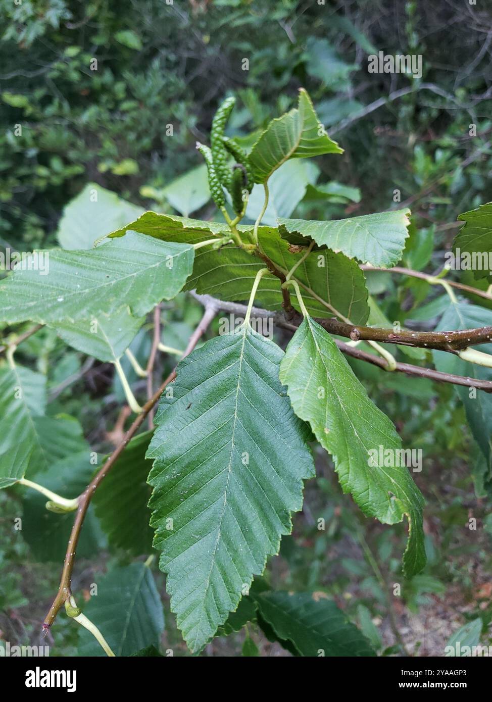 Red Alder (Alnus rubra) Plantae Stock Photo - Alamy