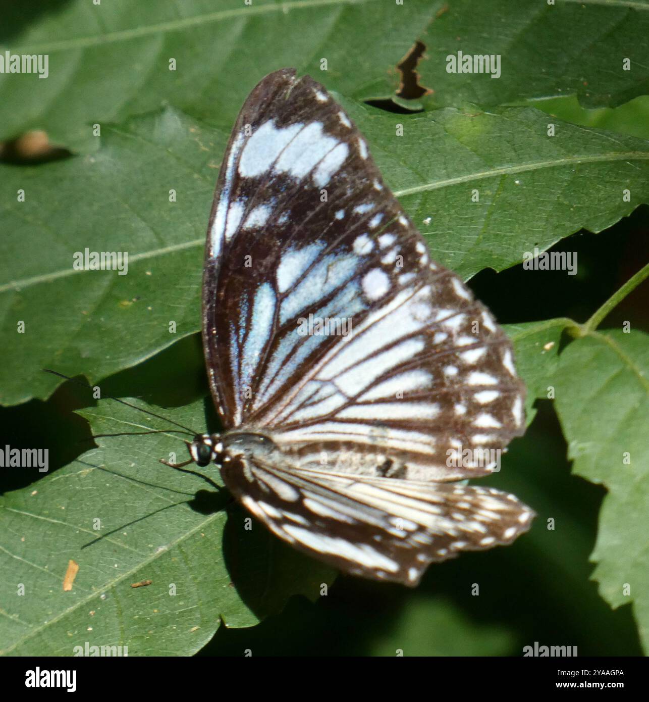 Northern Wallacean (Zethera pimplea) Insecta Stock Photo - Alamy