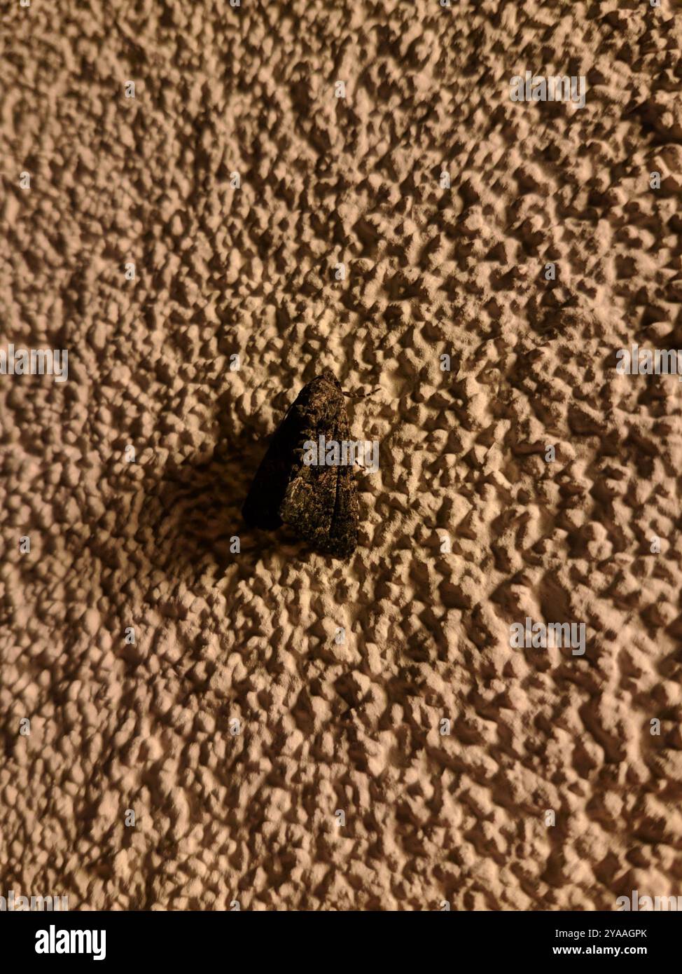 The Sorcerer (Aedia leucomelas) Insecta Stock Photo - Alamy
