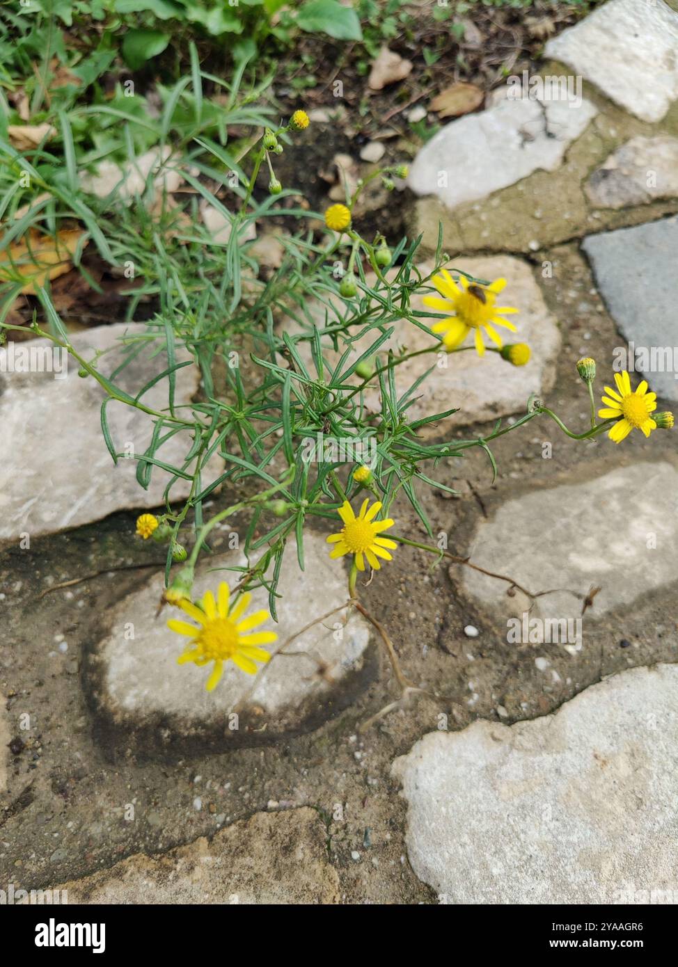 Narrow-leaved Ragwort (Senecio inaequidens) Plantae Stock Photo - Alamy