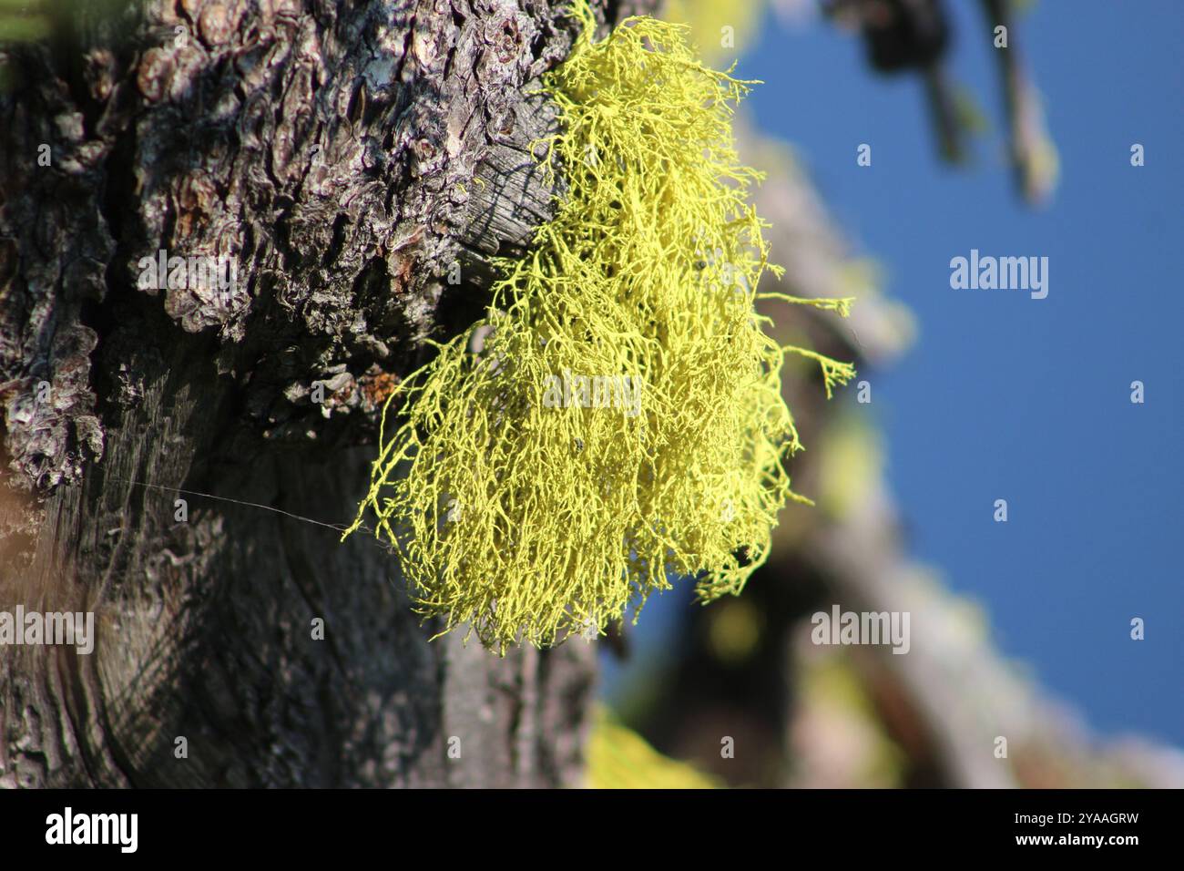 Wolf Lichens (Letharia) Fungi Stock Photo - Alamy